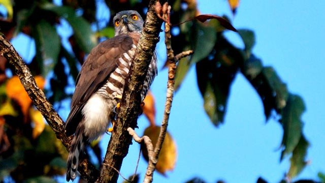 Chasing the frogmouth in Thattekadu | India.com