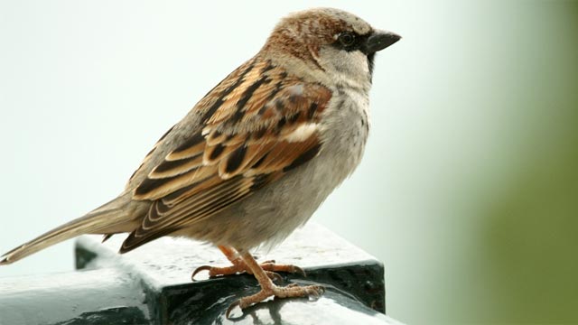 On World Sparrow Day: An ode to the common house sparrow | India.com