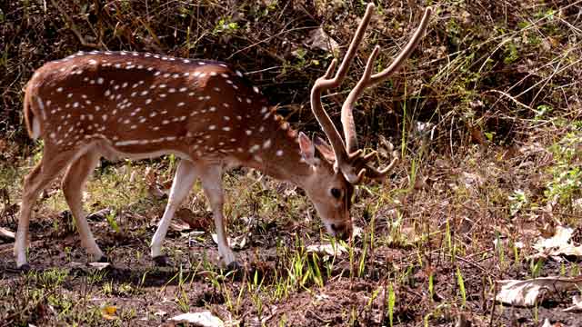 Deep in the Western Ghats, a slice of Coorg | India.com