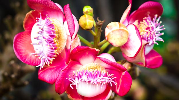 State flowers of India | India.com