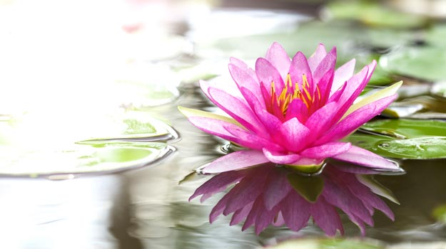 State flowers of India | India.com