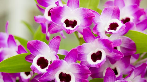 State flowers of India | India.com