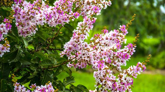 State flowers of India | India.com