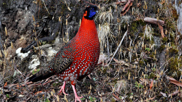 5 awesome things to do in the sequestered Nagaland! | India.com