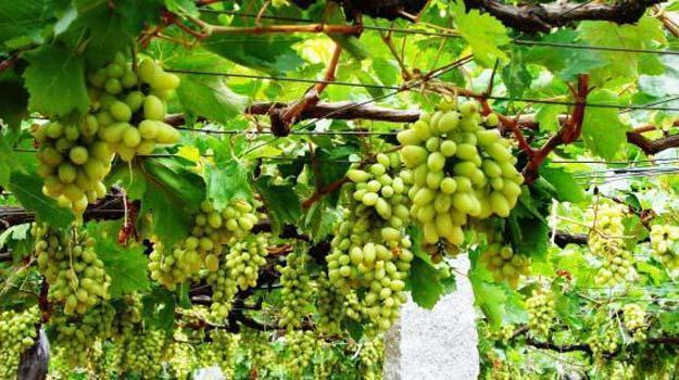 4 best wine tours you must take at least once | India.com