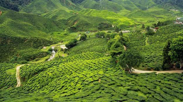 Assam: The pride of North-east India | India.com