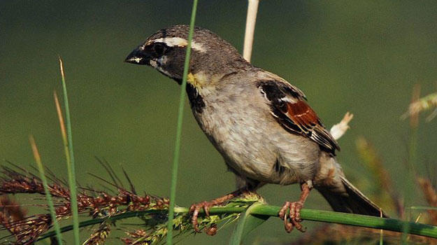World Sparrow Day Special: 5 types of sparrows and where to find them ...