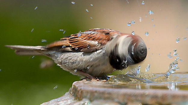 World Sparrow Day Special: 5 types of sparrows and where to find them ...