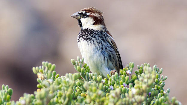 World Sparrow Day Special: 5 types of sparrows and where to find them ...