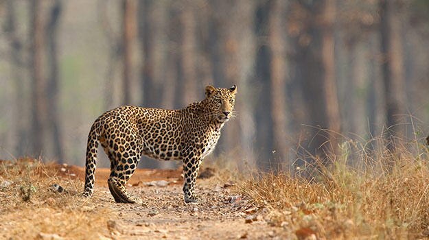 5 places you must not miss when you visit Coorg! | India.com