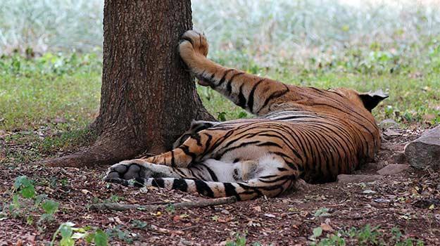 Photo tour of Mysore: A unique blend of palaces and wildlife | India.com