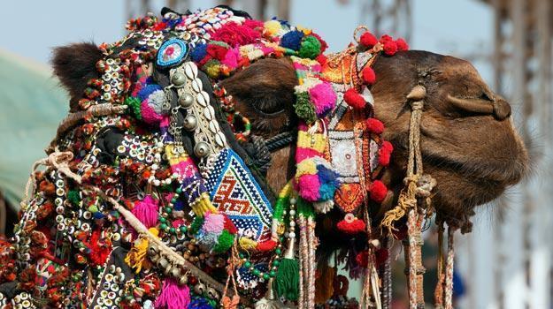 Hilarious pics of camels in India caught on candid camera! | India.com