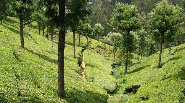 Chennai to Coonoor: How to reach Coonoor from Chennai by road | India.com