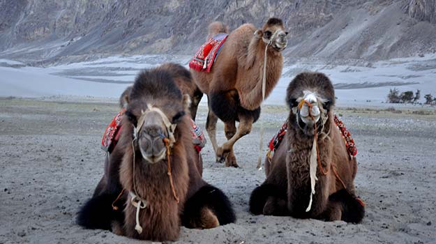 10 breathtaking photographs of Ladakh you ought not miss! | India.com