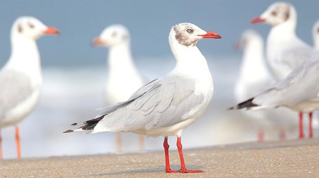 Goa like you have never seen before! | India.com