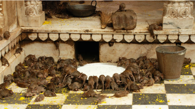 10 really unusual places in India that’ll leave you confounded! | India.com