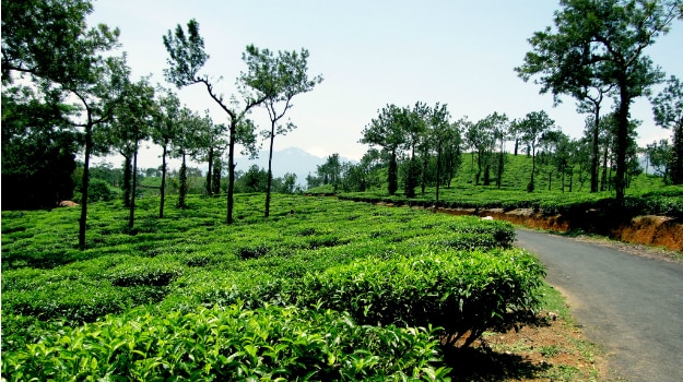 International Tea Day 2015: 5 tea estates in India where you can wake ...