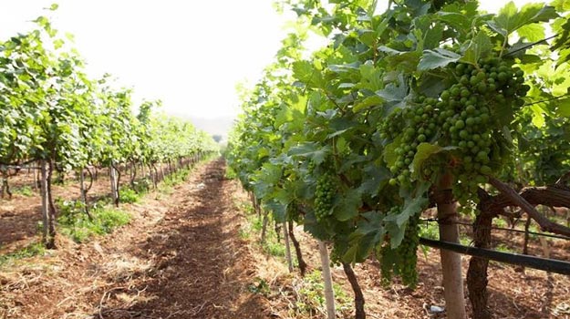 6 vineyards in India every wine lover must visit | India.com