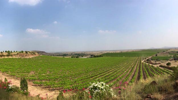 6 vineyards in India every wine lover must visit | India.com