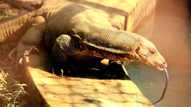 Tripura State Foundation Day: 10 amazing photographs that will make you ...