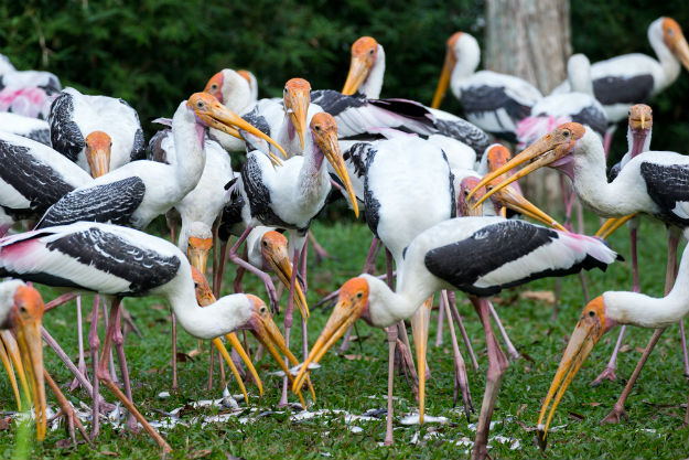All painted storks at Gwalior Zoo fall prey to bird flu | India.com