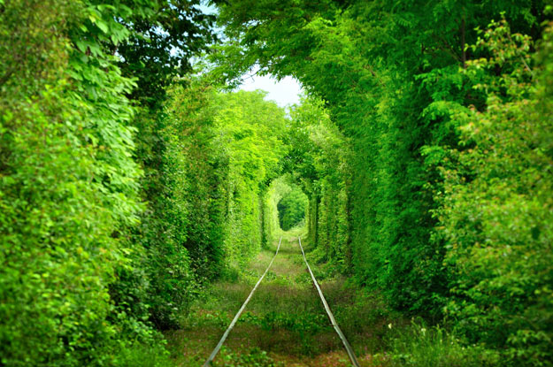 Most amazing tree tunnels of the world. VIEW PICS. | India.com