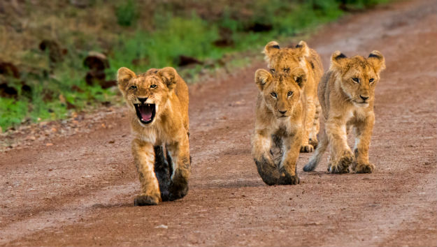 Maasai Mara National Reserve: 5 Reasons to Visit This Amazing Wildlife ...