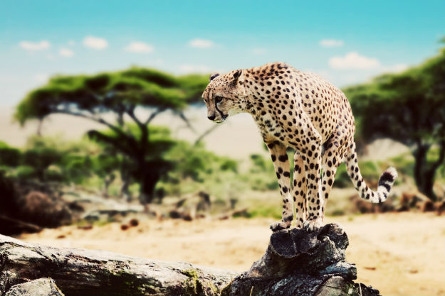 Maasai Mara National Reserve: 5 Reasons to Visit This Amazing Wildlife ...