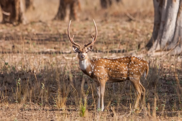 Photos Of Bandhavgarh National Park A Haven Of Natural Beauty In