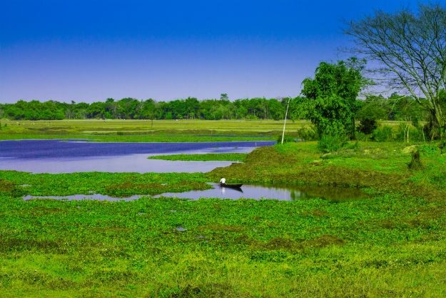 Assam Images: Beautiful Photos of The Lovely Northeastern State | India.com