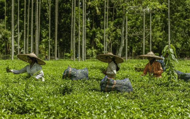 Assam Images: Beautiful Photos of The Lovely Northeastern State | India.com Assam Images: Beautiful Photos of The Lovely Northeastern State | India.com