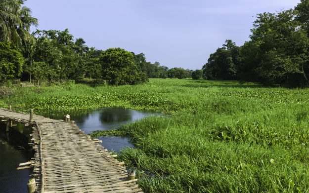Assam Images: Beautiful Photos of The Lovely Northeastern State | India.com