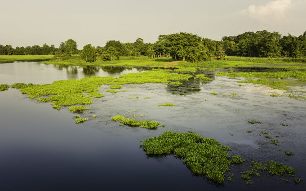 Assam Images: Beautiful Photos of The Lovely Northeastern State | India.com