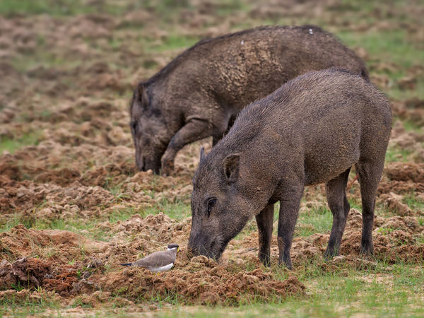 Wild boars at the Cotigao wildlife sanctuary - Goa: Photos of Goa ...