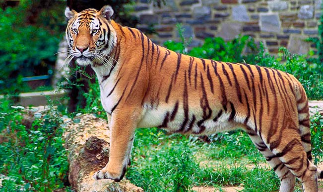World Wide Fund for Nature reveals only 3,200 tigers left in the wild ...