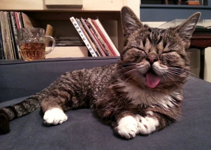 36 Lil Bub photos that redefine the word ‘cuteness’! | India.com