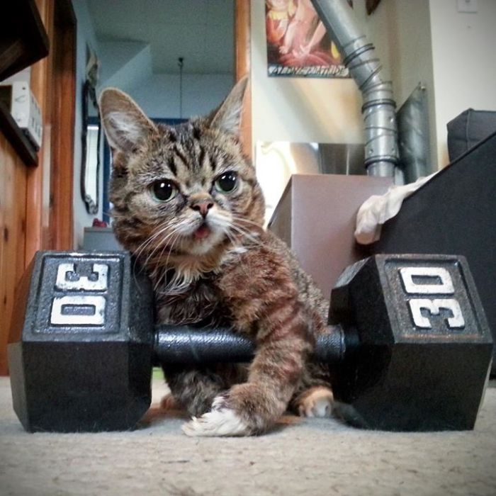 36 Lil Bub photos that redefine the word ‘cuteness’! | India.com