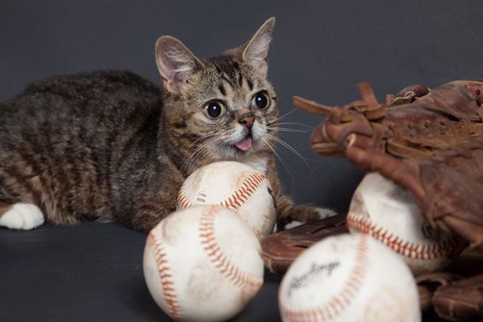 36 Lil Bub photos that redefine the word ‘cuteness’! | India.com