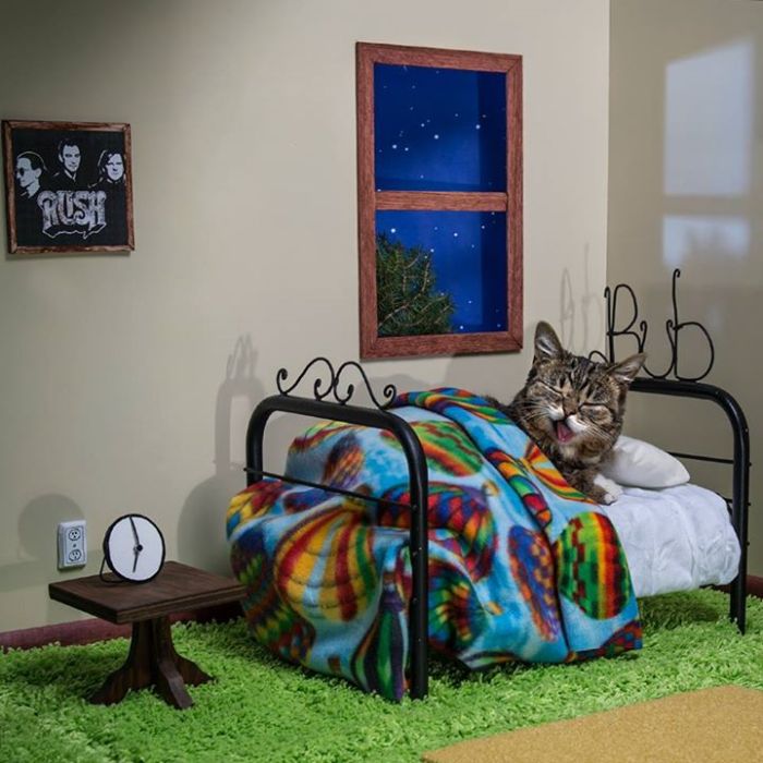 36 Lil Bub photos that redefine the word ‘cuteness’! | India.com