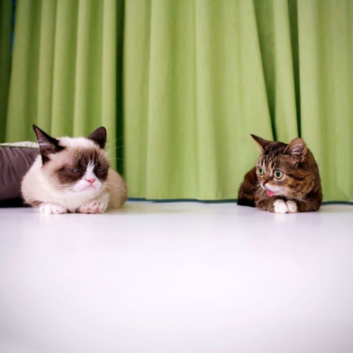 36 Lil Bub photos that redefine the word ‘cuteness’! | India.com