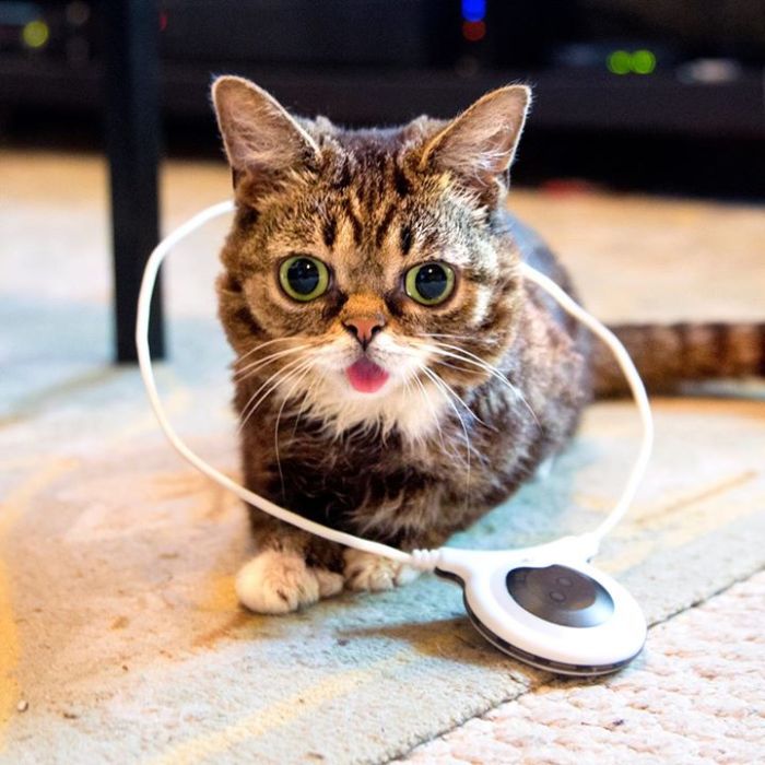 36 Lil Bub photos that redefine the word ‘cuteness’! | India.com