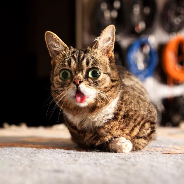 36 Lil Bub photos that redefine the word ‘cuteness’! | India.com
