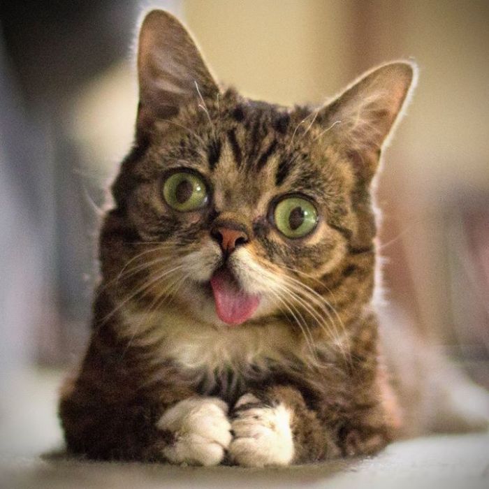 36 Lil Bub photos that redefine the word ‘cuteness’! | India.com