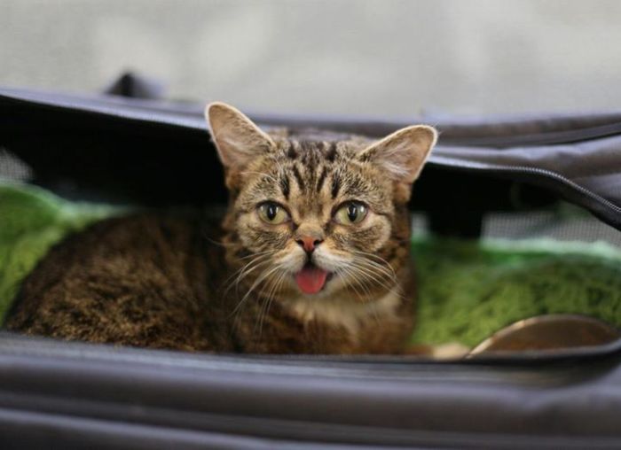 36 Lil Bub photos that redefine the word ‘cuteness’! | India.com