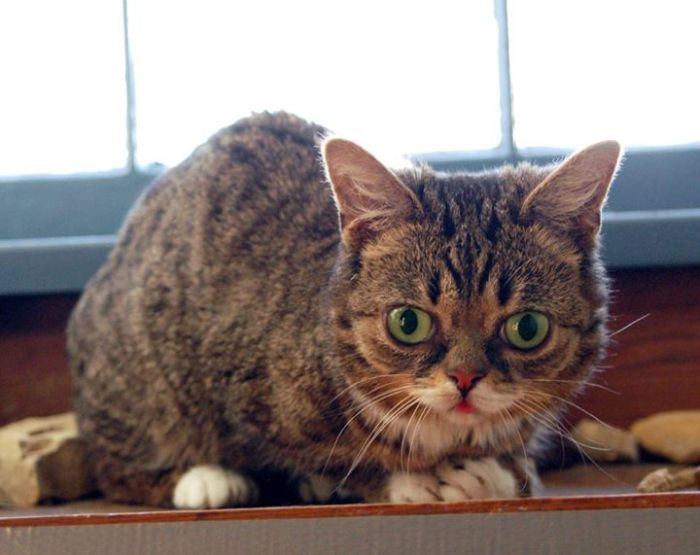 36 Lil Bub photos that redefine the word ‘cuteness’! | India.com