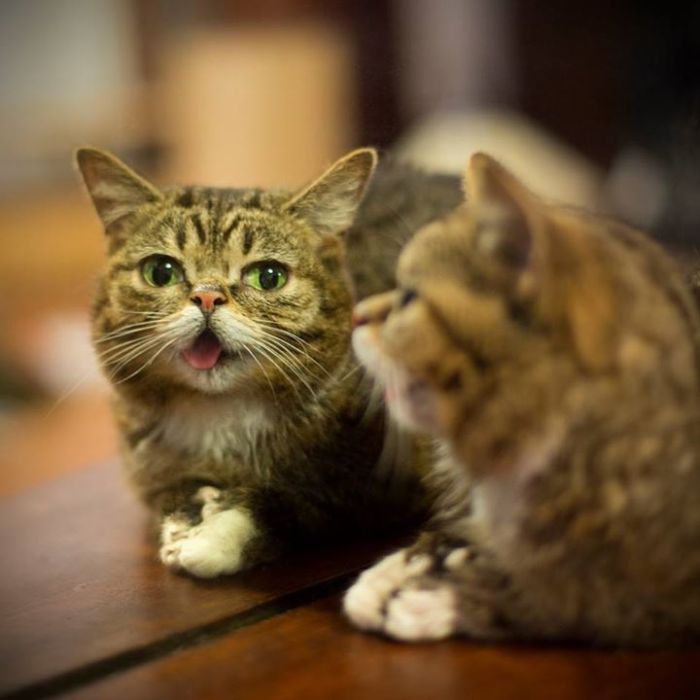 36 Lil Bub photos that redefine the word ‘cuteness’! | India.com