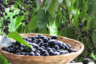 Jamun Benefis News in Hindi, Latest Jamun Benefis News | India.Com News