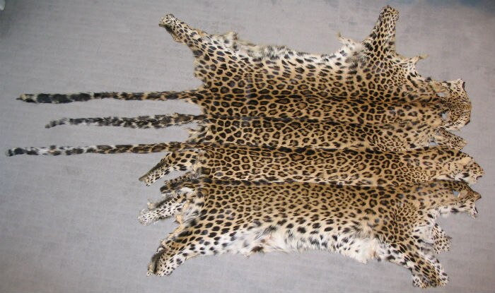 Two held with leopard skin worth Rs 12 lakhs | India News, India.com