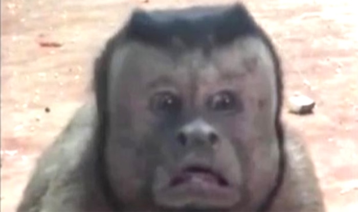 This Monkey Has a Human Face Which Looks Like a Distressed Man ...