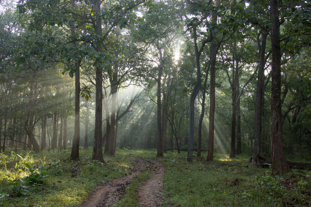 Rainforests of India: From Assam and Meghalaya to Andaman and Nicobar ...